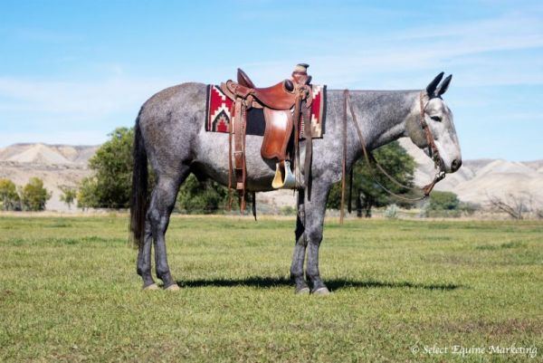 Saddle Mule Auction - Jake Clark Mule Days, Ralston WY