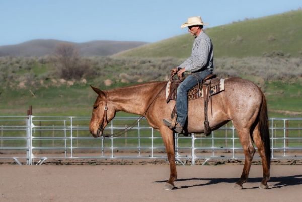 Saddle Mule Auction - Jake Clark Mule Days, Ralston WY